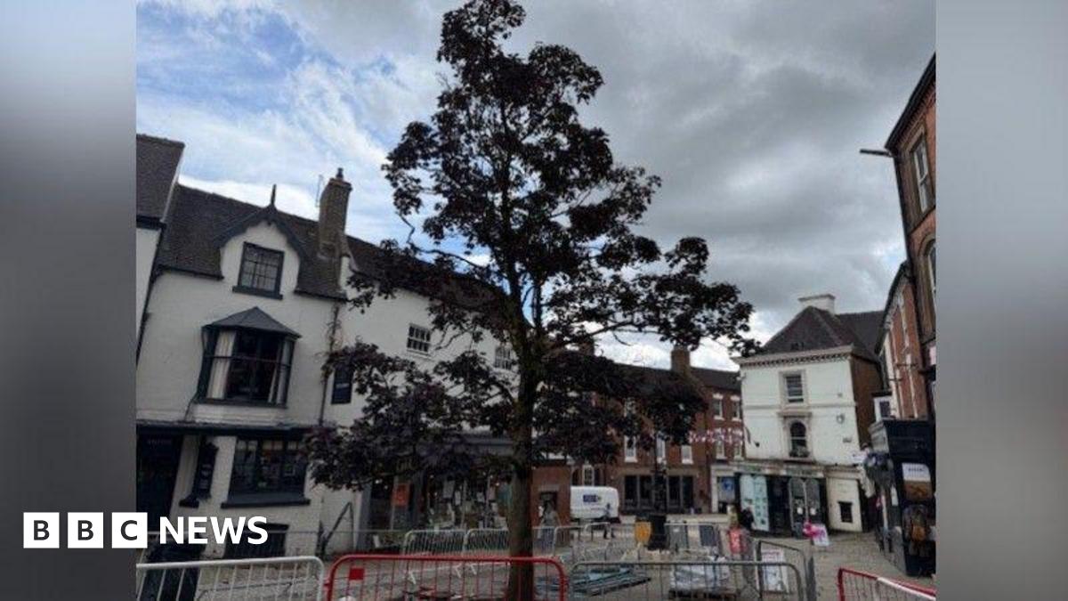 Sweet gum tree to replace Ashbourne town square 'landmark' - BBC News