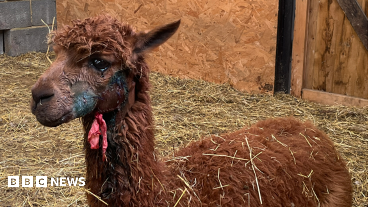 Shot alpaca returns to East Hatley home after seven weeks at vet - BBC News