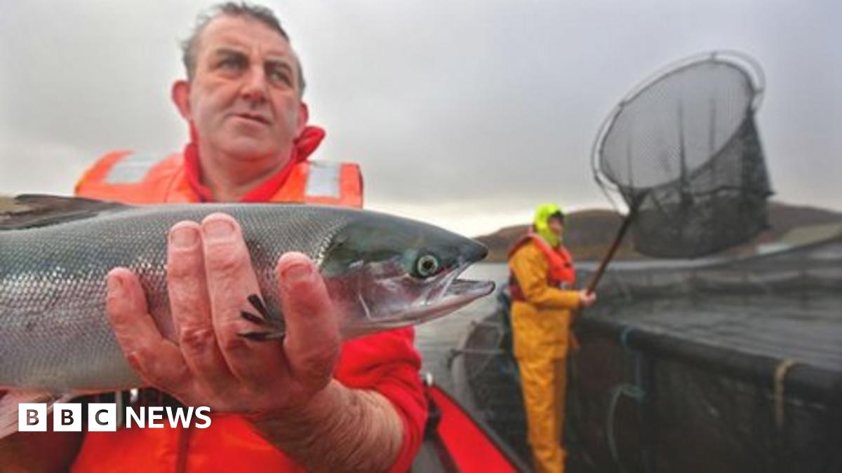 Mass die-offs among farmed salmon on the rise around the world - BBC News