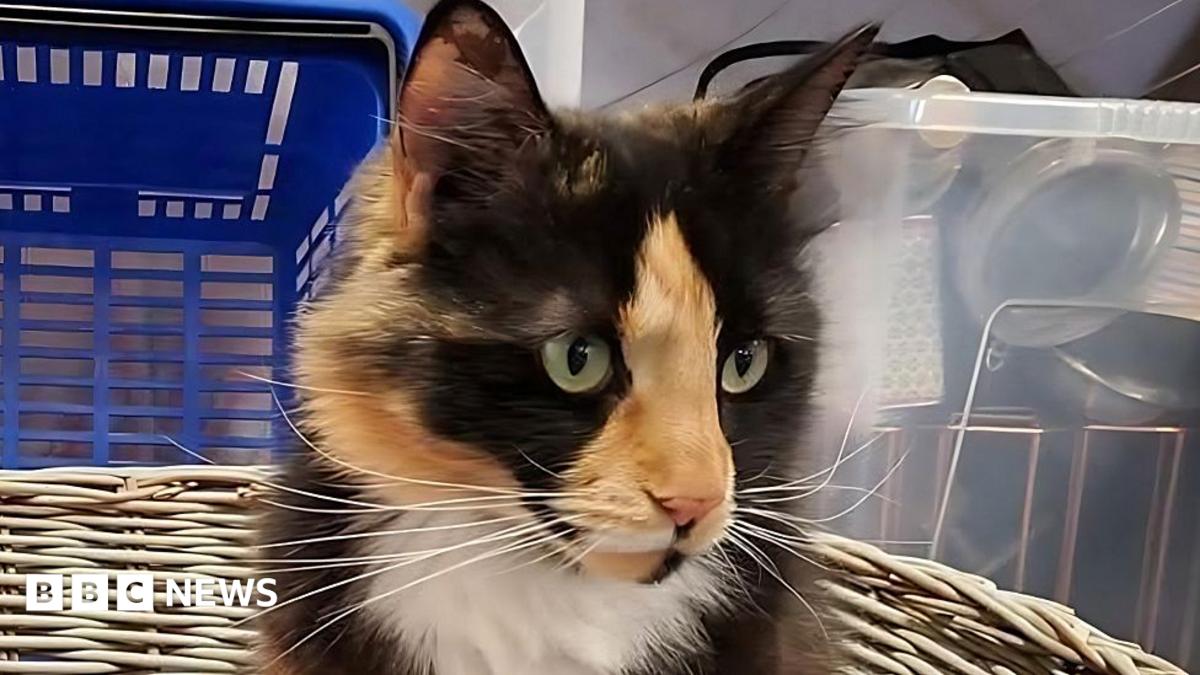 Cat receives award for 'working' at Taunton charity shop - BBC News