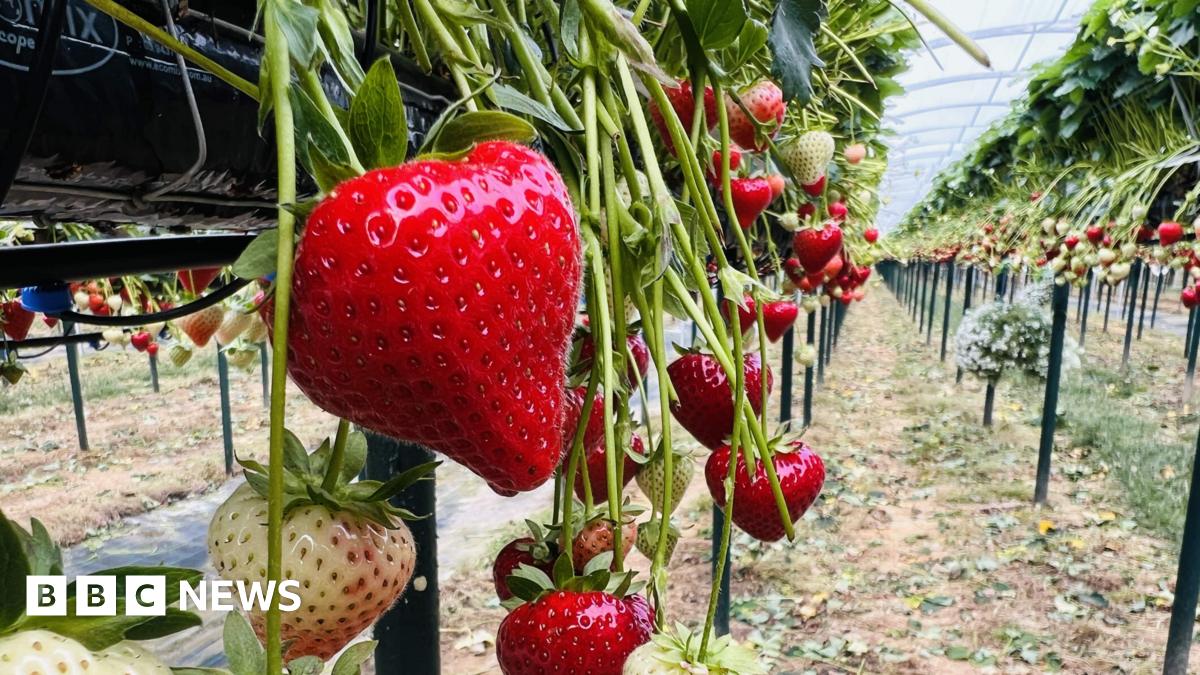 Chichester grower sees larger strawberries after 'perfect' spring - BBC ...