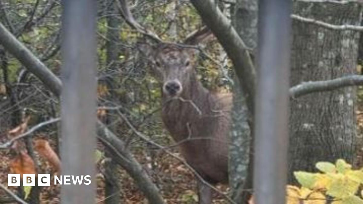 Police shoot dead stag seen in school grounds in Sheffield - BBC News