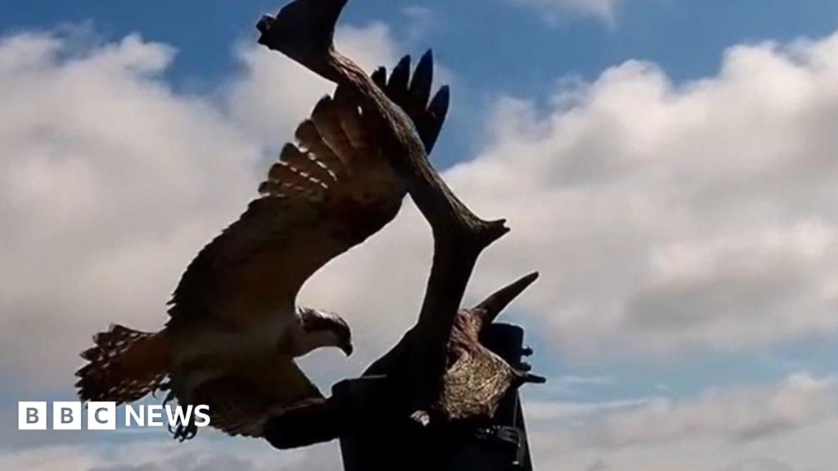 Poole Harbour osprey project sees last chick take to the skies - BBC News