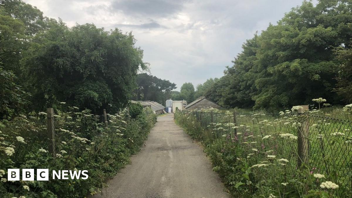 Fly infestation caused by chicken egg farm - BBC News