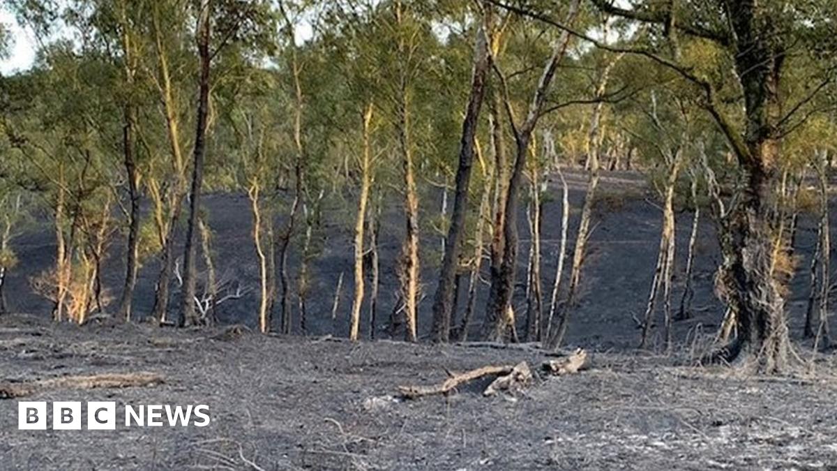 Fire-hit Cannock Chase damaged in another blaze - BBC News