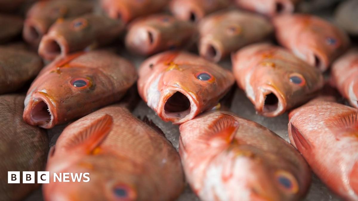 World's fishing fleets mapped from orbit - BBC News