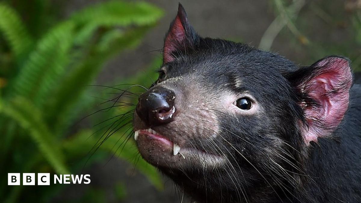 Breakthrough offers hope for Tasmanian devil cancer cure - BBC News