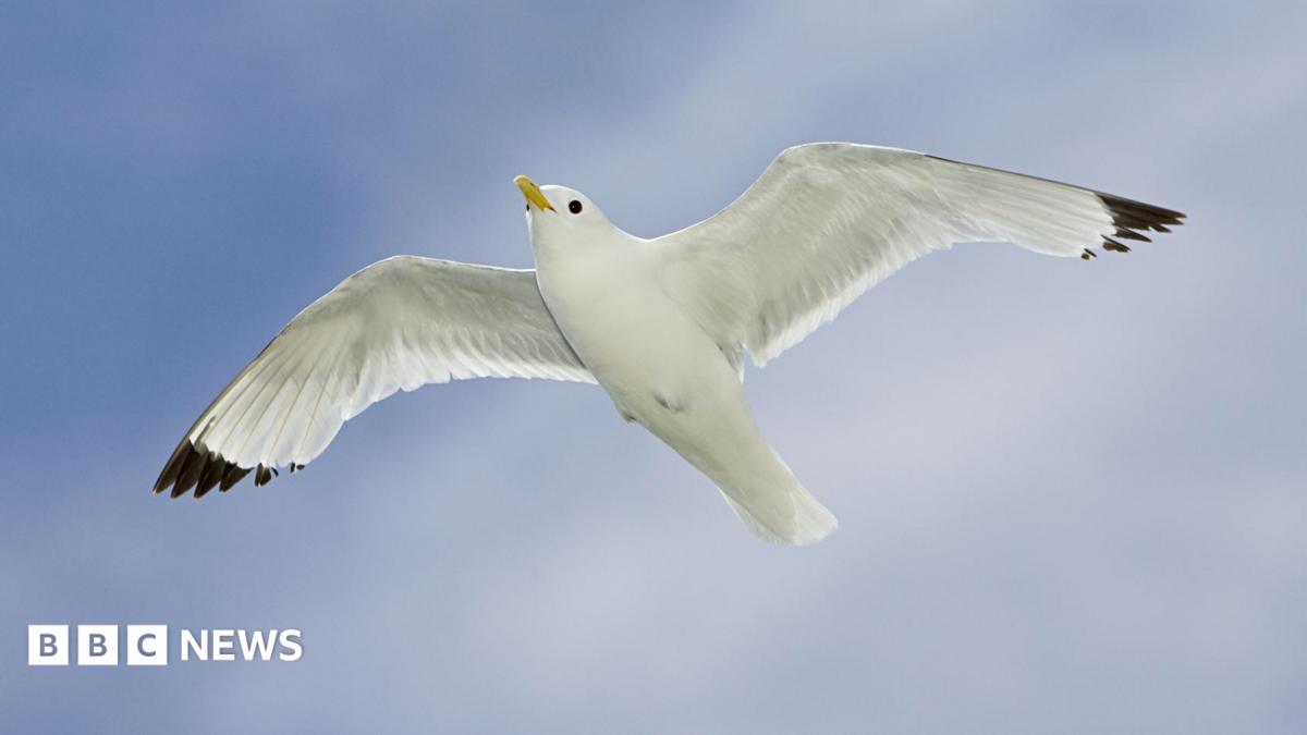 Scarborough seagulls: Council criticised over nest removal - BBC News