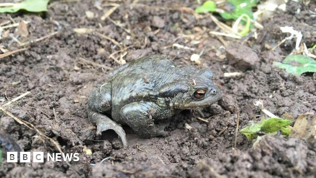 Islanders asked to count newts, toads and frogs in Jersey - BBC News