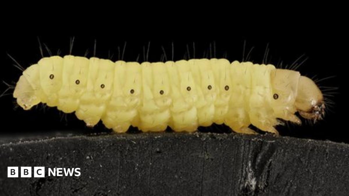 'Humble' worm saliva can break down tough plastic - BBC News