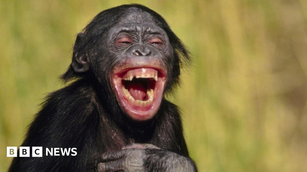 Primate speech: How some species are 'wired' for talk - BBC News