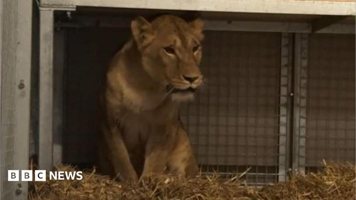Smarden: Rescued Ukrainian lion arrives at Kent sanctuary - BBC News