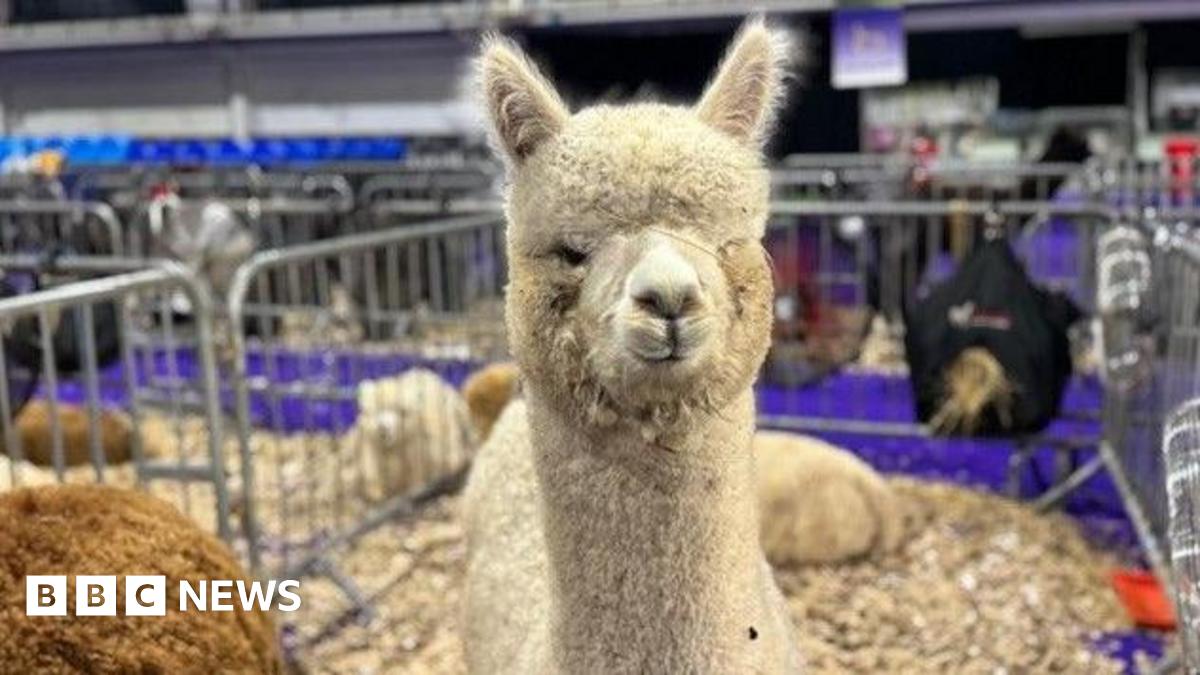 'Adios, alpacas' as Telford hosts its final national show - BBC News
