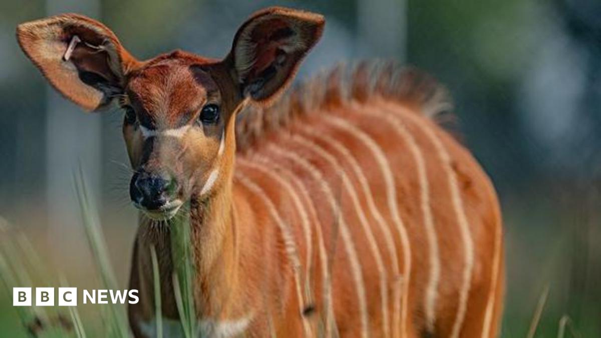 Chester Zoo announces birth of rare mountain bongo - BBC News