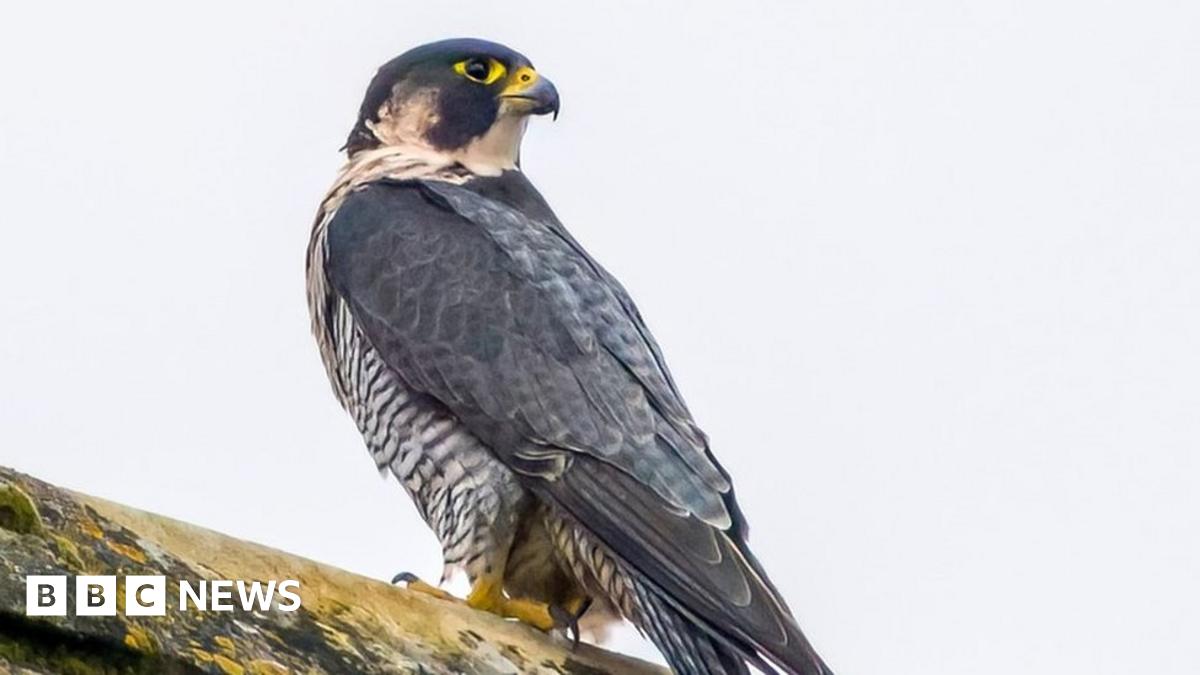 Winchester Cathedral's resident peregrine Mel eats eggs - BBC News
