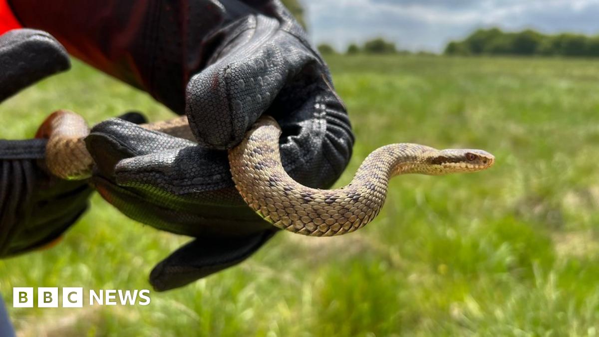 Searching for snakes to clear path for dual-carriageway - BBC News