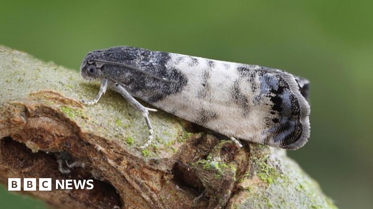Species of moth spotted in Scotland for first time in 'exciting ...
