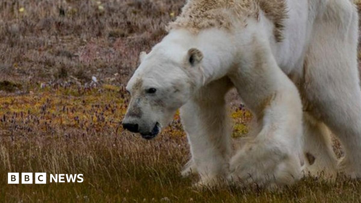Polar bear video: Is it really the 'face of climate change'? - BBC News