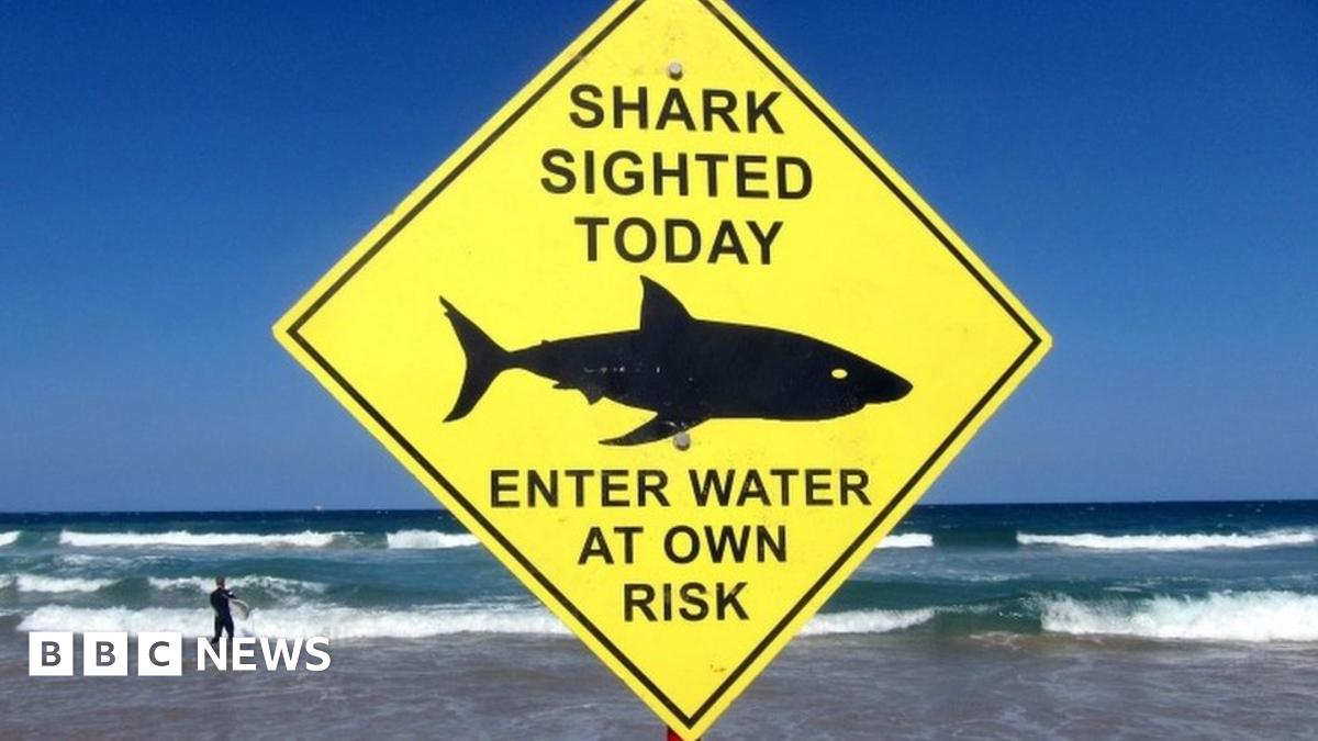 Australia shark attacks: New killing feared off Perth - BBC News