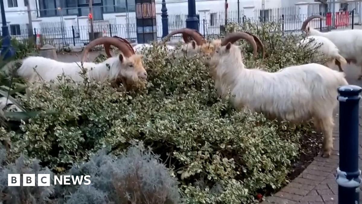 Covid: Lack of contraception sees goats boom in Llandudno - BBC News
