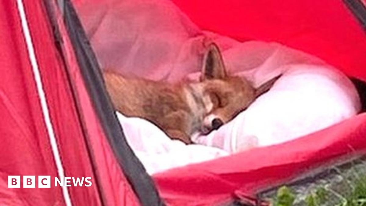 Badly injured fox nursed back to health in Glasgow garden tent - BBC News