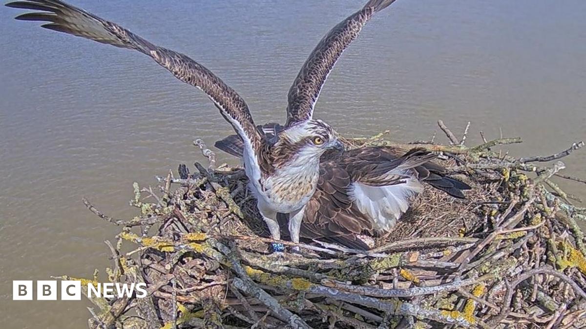 First osprey chick of 2024 hatches at Rutland Water - BBC News
