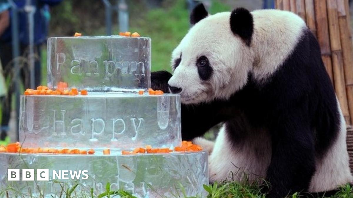 World's oldest male panda Pan Pan dies aged 31 - BBC News