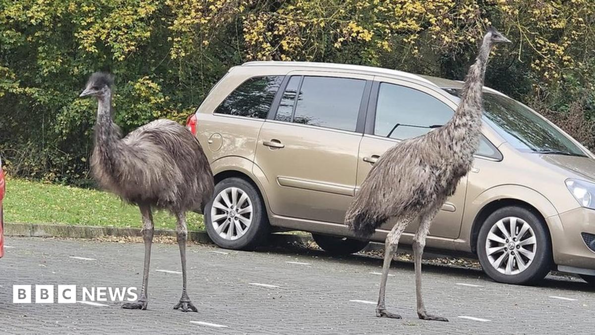 The emus, buffaloes and skunks that went on the run in 2023 - BBC News