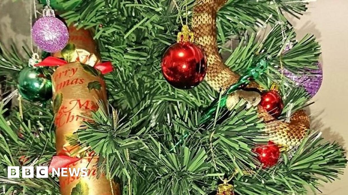 Australian woman finds snake curled up in Christmas tree - BBC News