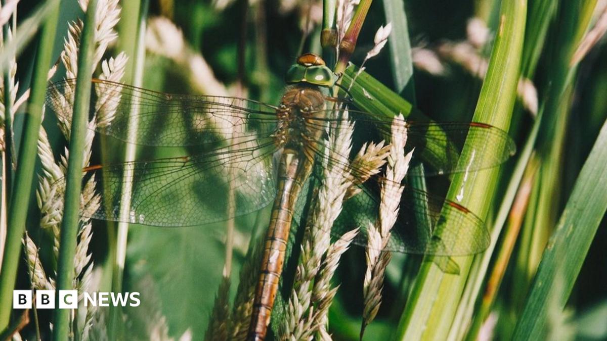 Rare dragonfly spreads its wings from Norfolk and Suffolk - BBC News