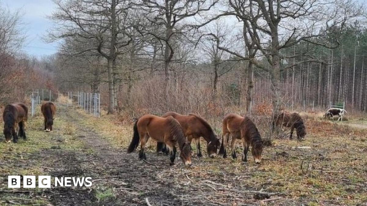 Grazing animals introduced to Kent bison rewilding project - BBC News