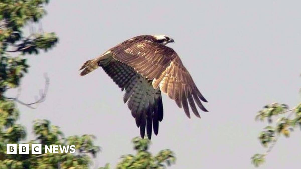 Nest built to attract breeding ospreys to Hertfordshire - BBC News