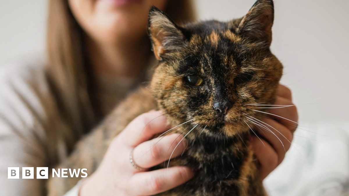 Flossie, 26, officially the world's oldest cat - BBC News