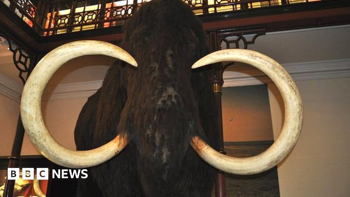 Ipswich Museum awarded £110,000 for woolly mammoth gallery - BBC News