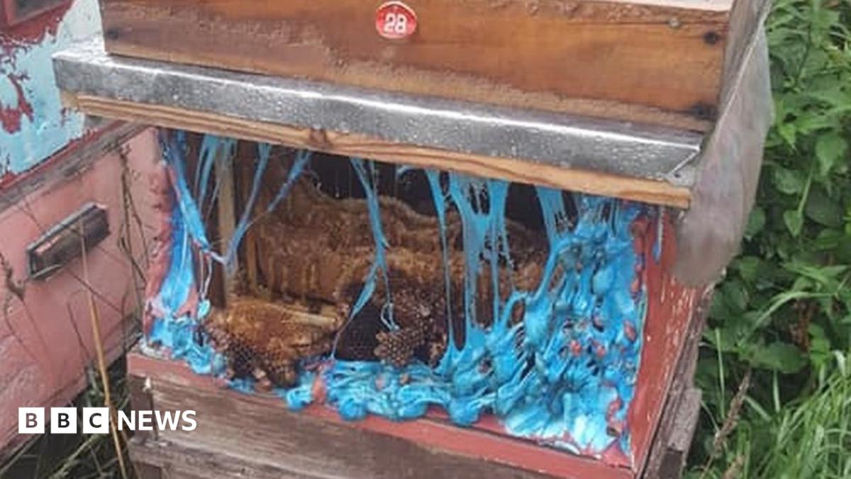 'One million bees' killed in Nottinghamshire hives arson attack - BBC News