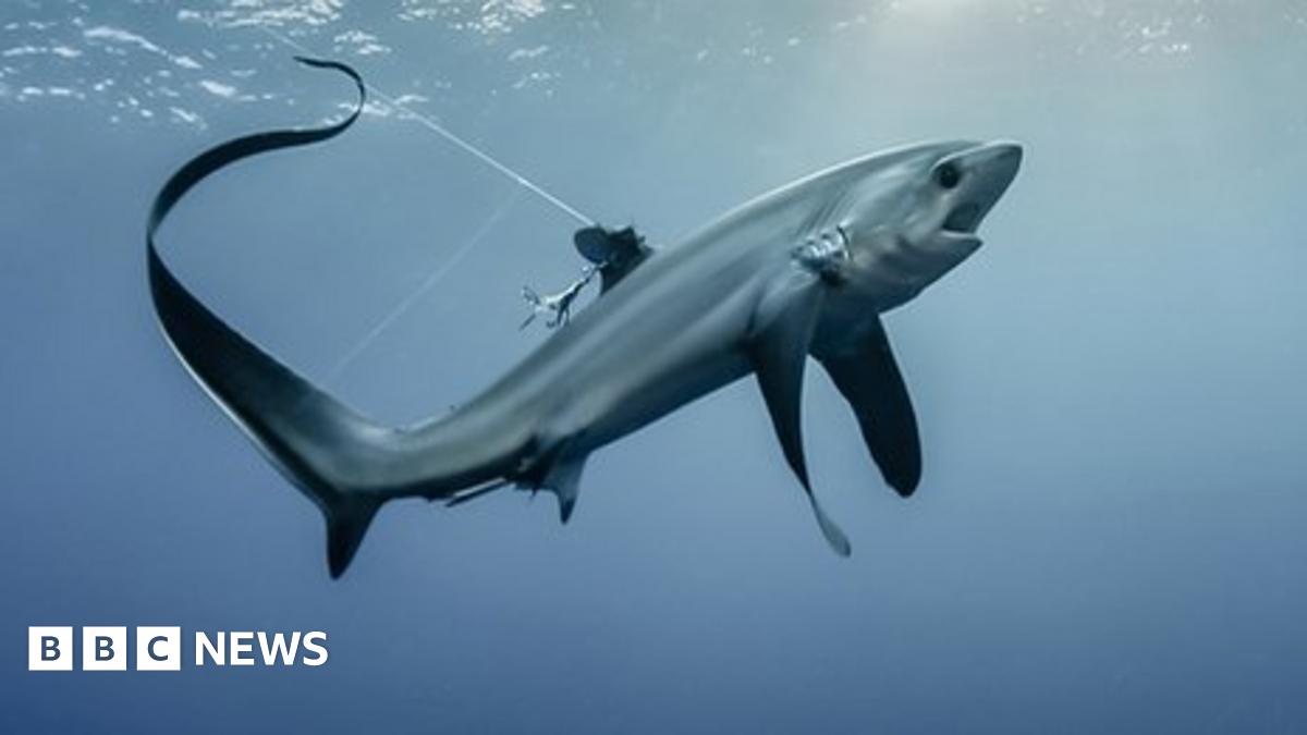 'Indiana Jones' shark gains protection at Cites meeting - BBC News