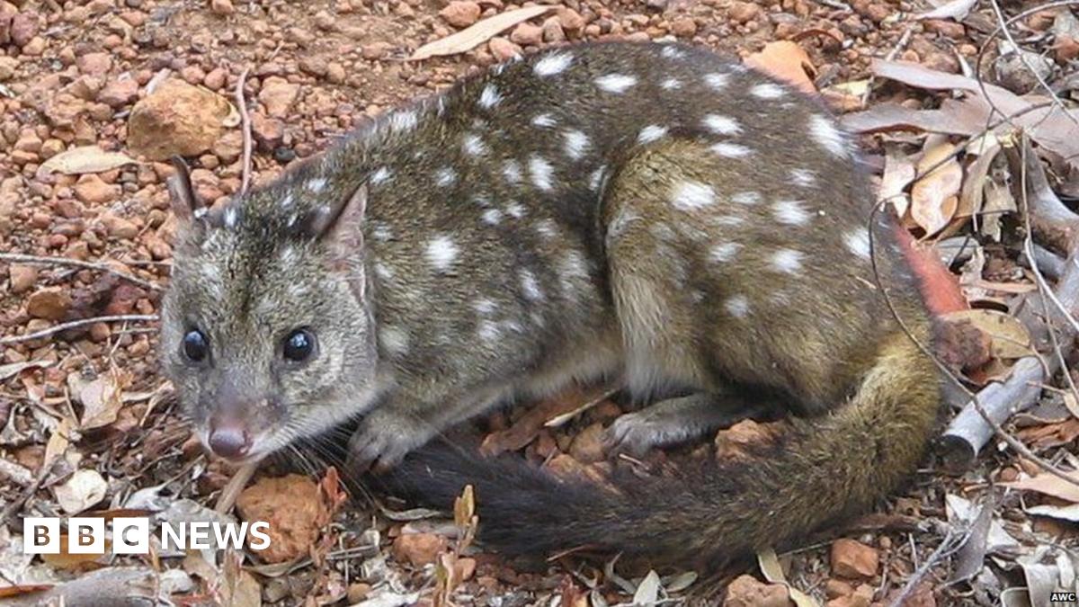 'Rewilding' may rescue vulnerable Australian animals - BBC News