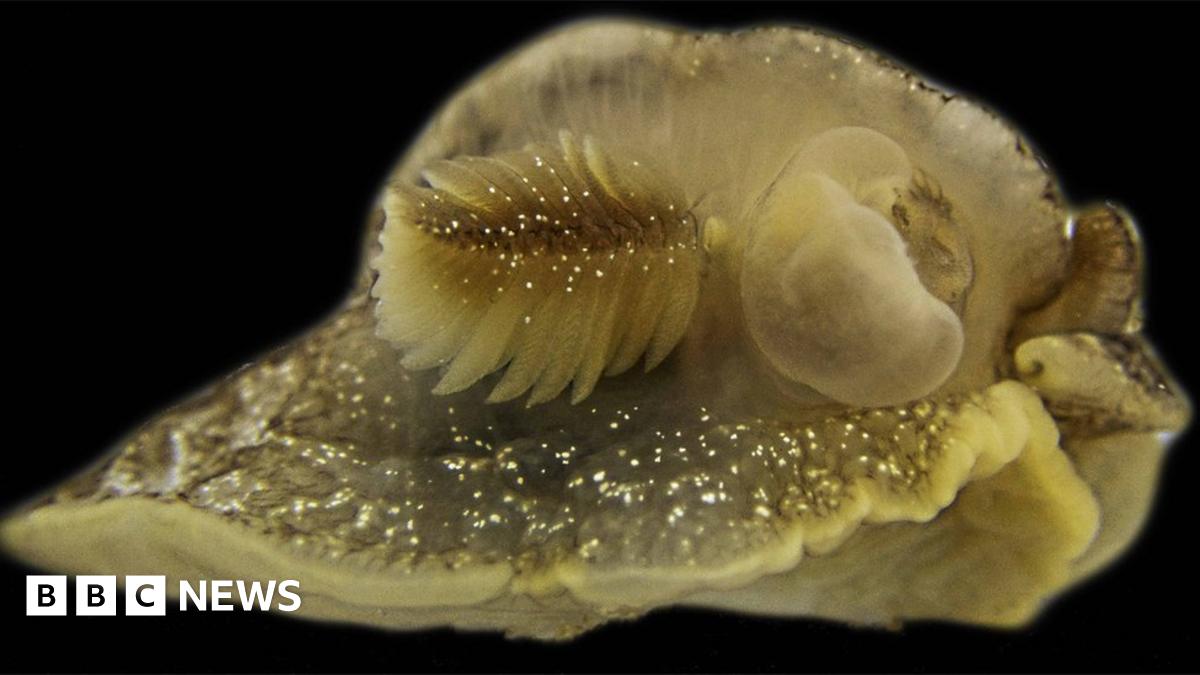 Mystery sea creature discovered in UK waters - BBC News