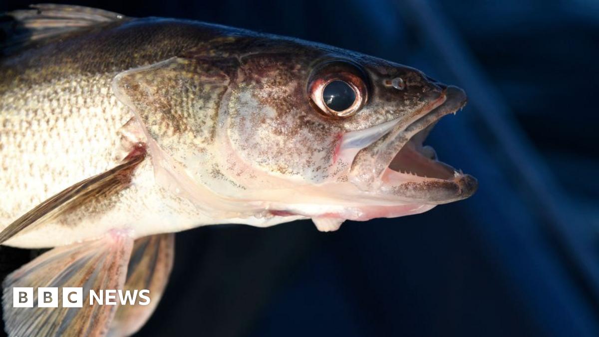 Fishing cheats net prison sentence over scandal - BBC News