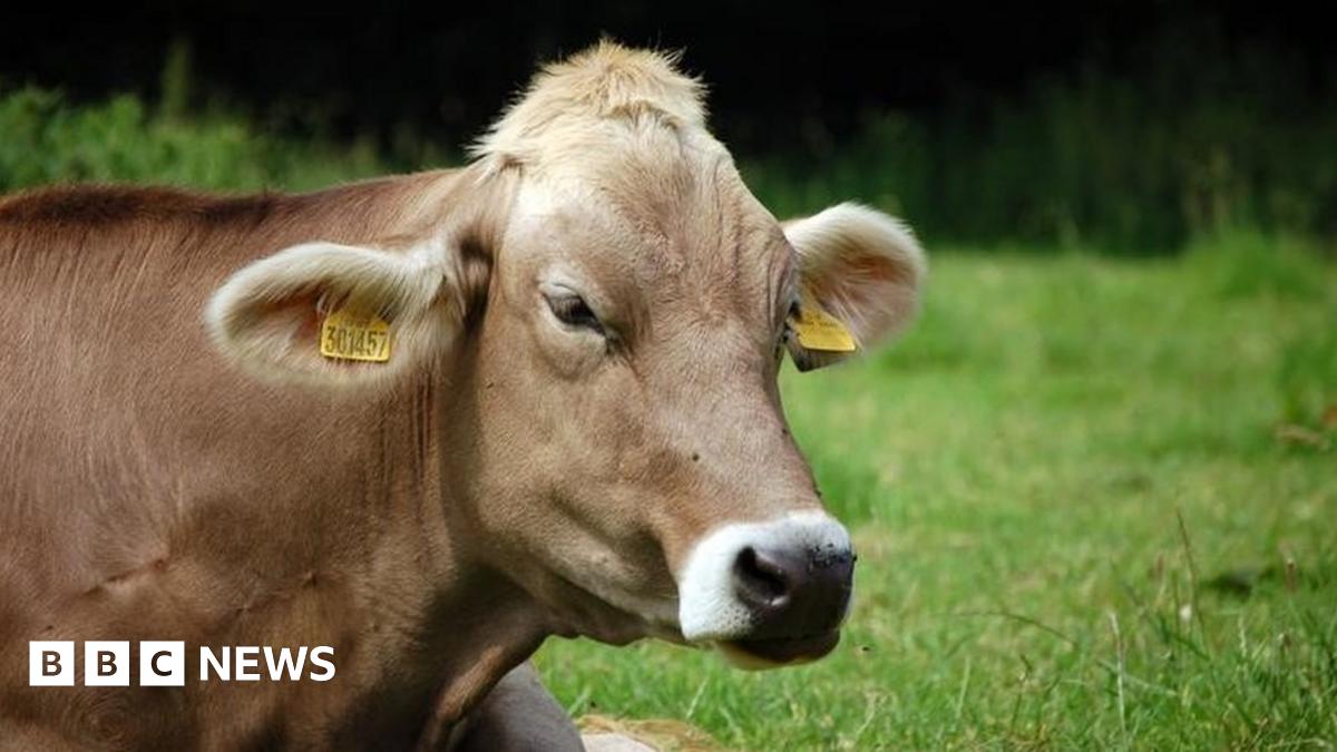 Can we justify killing animals for food? - BBC News
