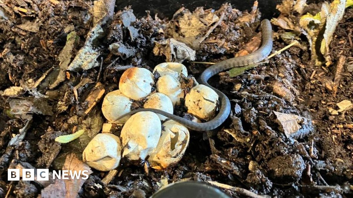 Snake eggs found in Cornwall hatched in yoghurt maker - BBC News