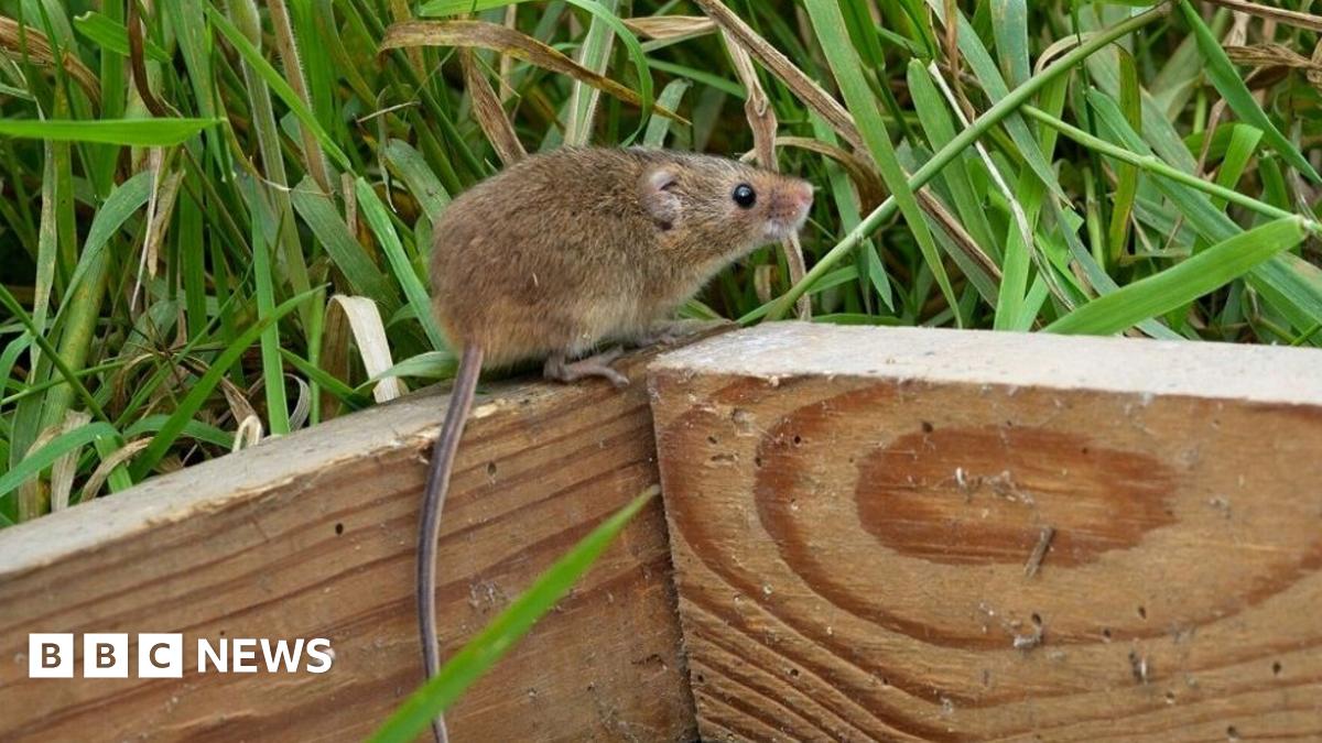Threatened mice species get released in North Yorks National Park - BBC ...