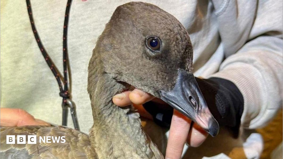 Rare ringing of pink-footed goose at Calf of Man bird observatory - BBC ...
