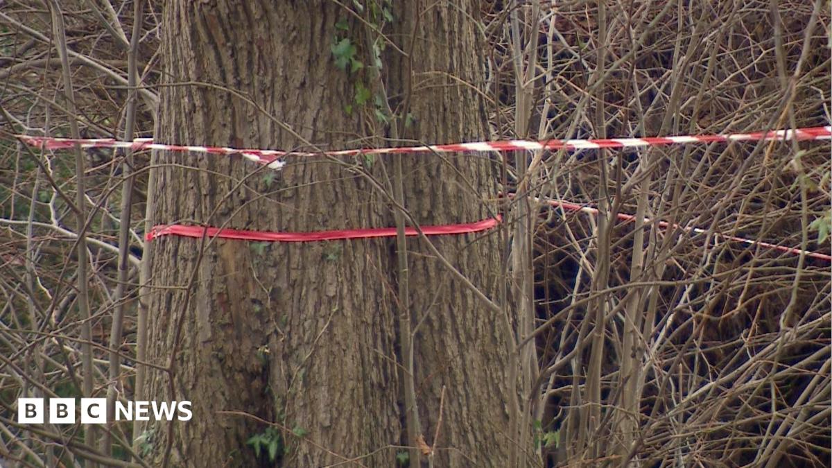 Poynton Pool: Hundreds object to tree removal plans - BBC News