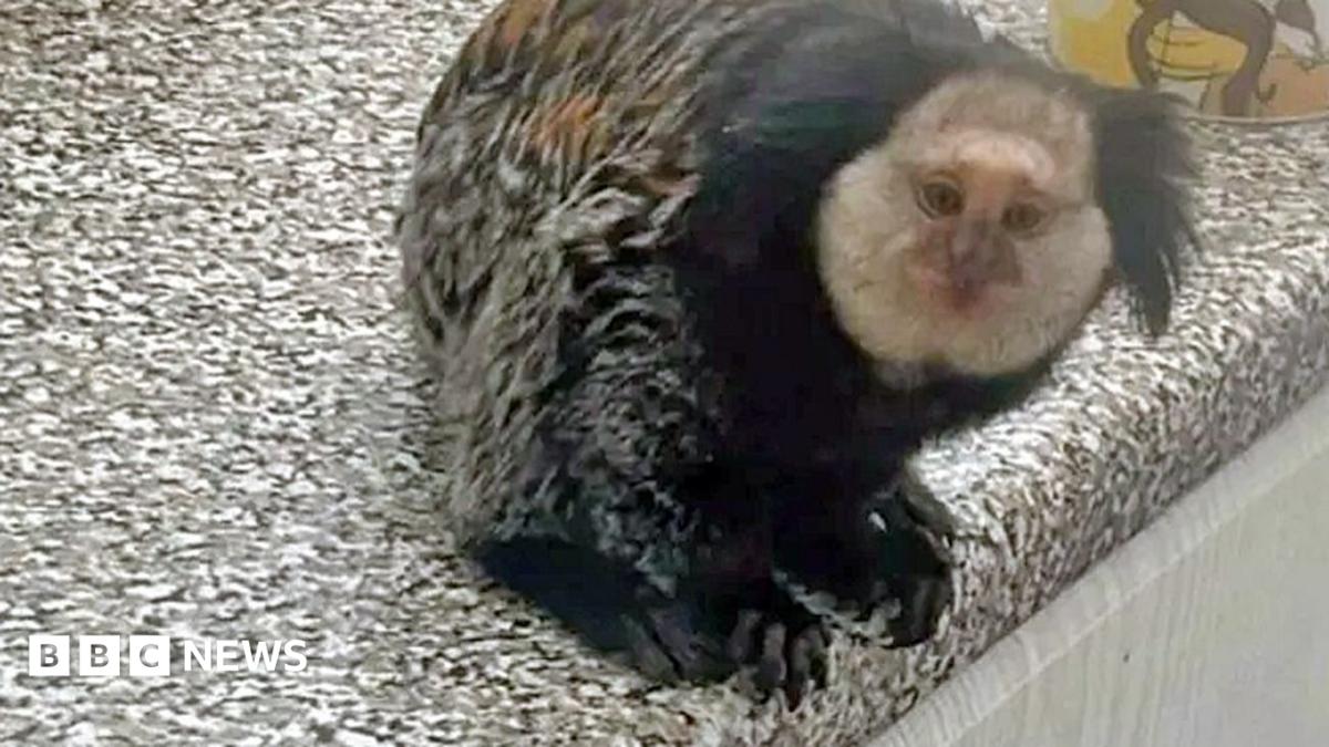 Mystery monkey found in Wolverhampton woman's conservatory - BBC News