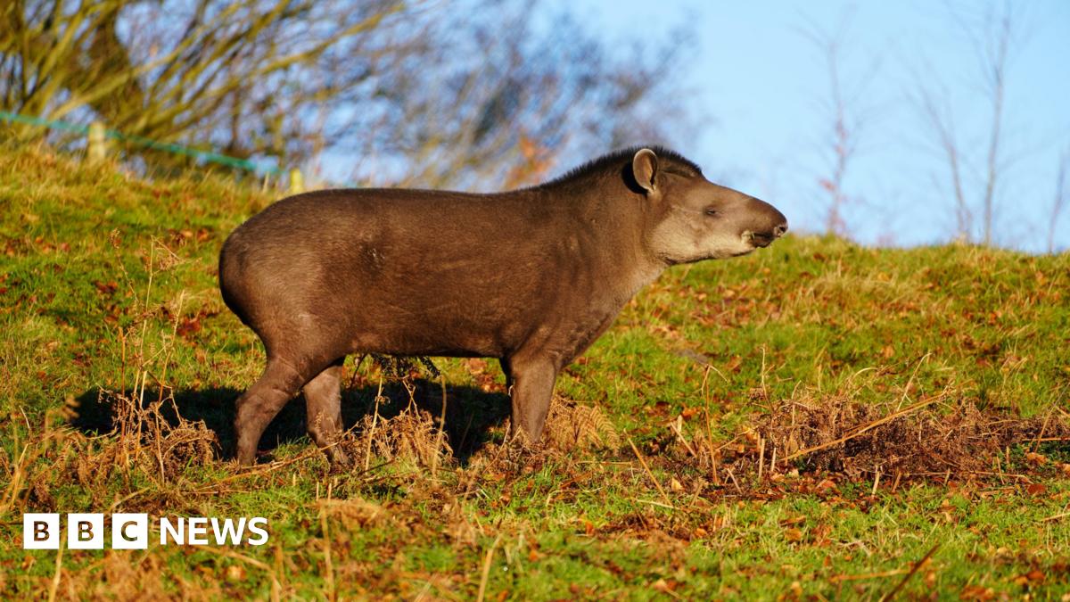 Longleat: Safari park mourns death of "keeper favourite" tapir - BBC News