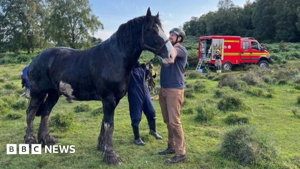 Horse freed from mud in New Forest after two-hour rescue effort - BBC News