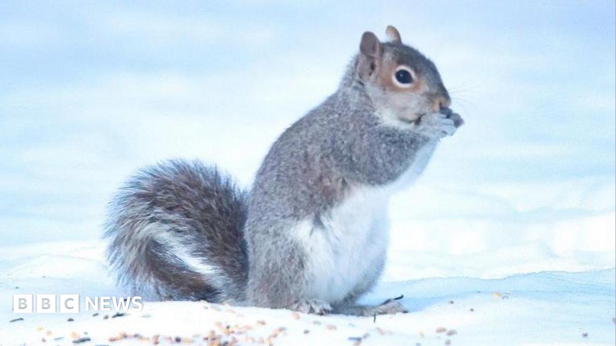Your photos from the West Midlands: Icy squirrels and the first ...