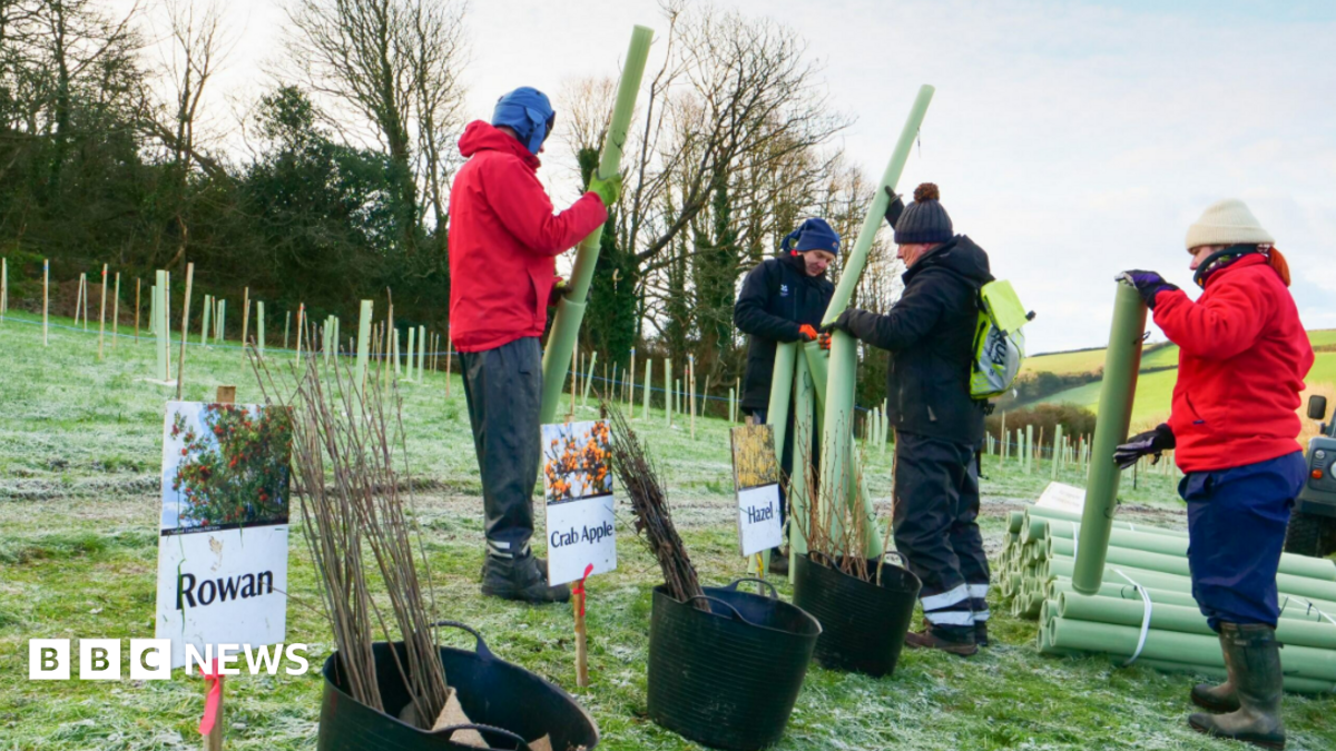 Volunteers plant hundreds of trees to tackle climate change - BBC News