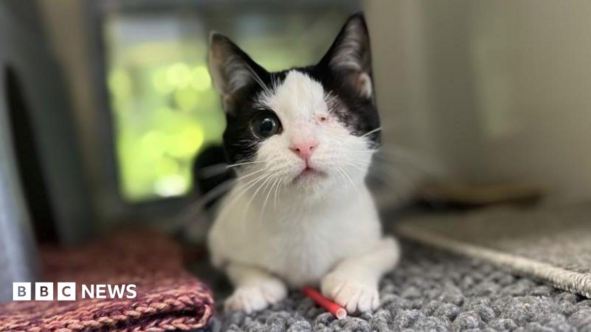 One-eyed kitten's vet bill paid for by Sussex fundraiser - BBC News